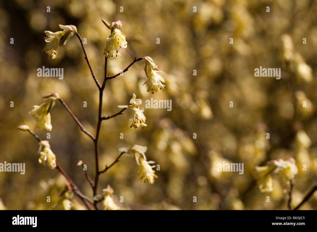 Pale yellow flowering tree at Westonbirt Arboretum in Gloucestershire ...