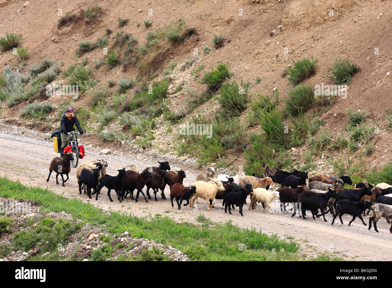 Leading goats hi-res stock photography and images - Alamy