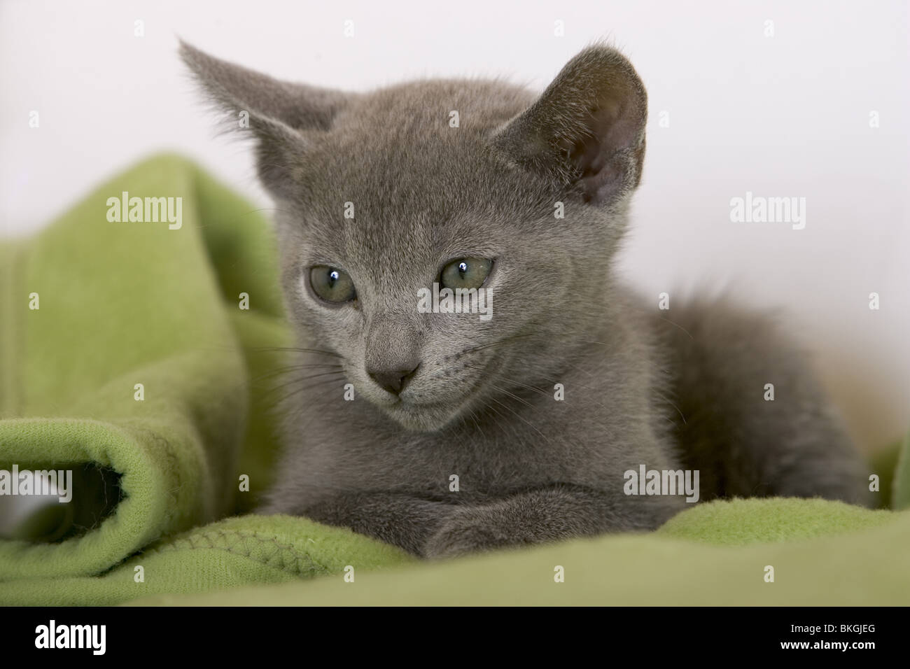 Russian Blue kitten Stock Photo - Alamy