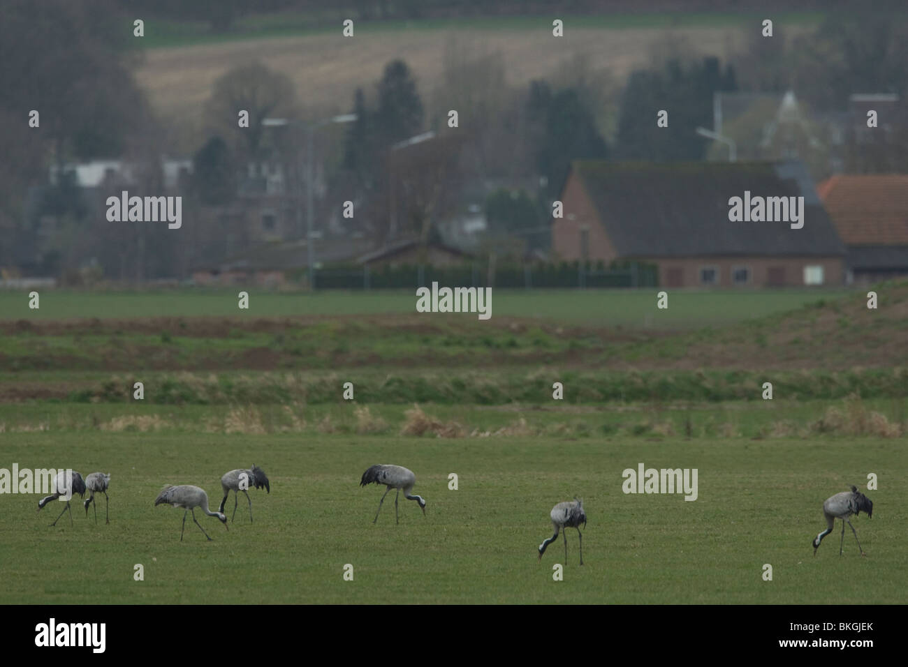 Kraanvogels voor stuwwal; Common cranes in front of stuwwal Stock Photo ...