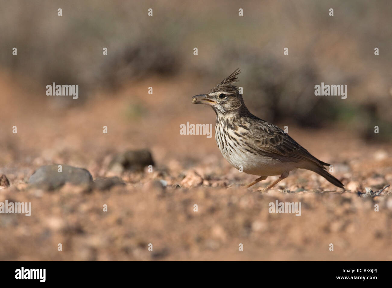 Theklaleeuwerik etend; Thekla Lark eating Stock Photo - Alamy