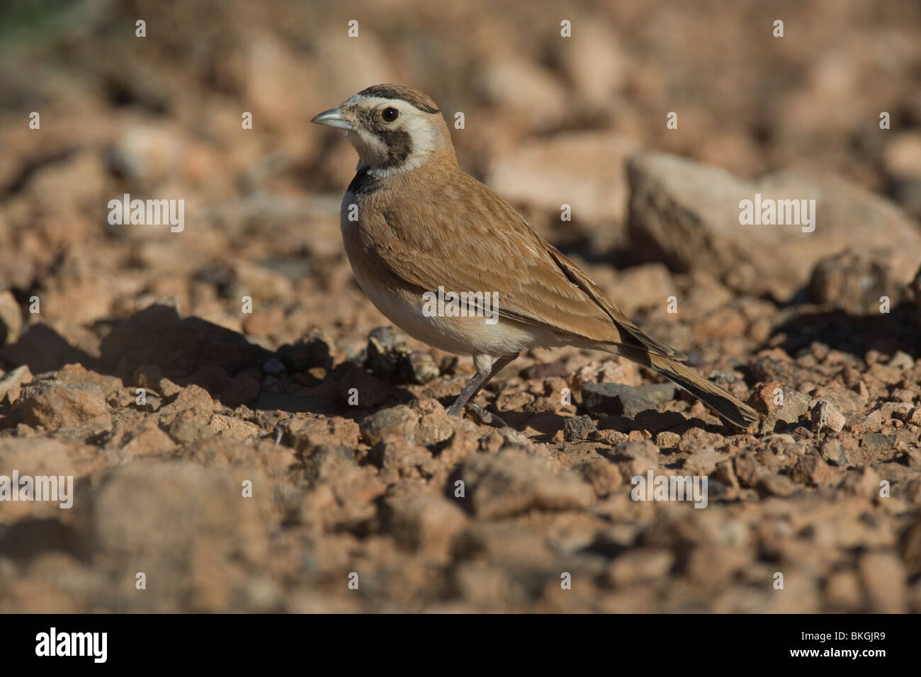 Temmincks hi-res stock photography and images - Alamy