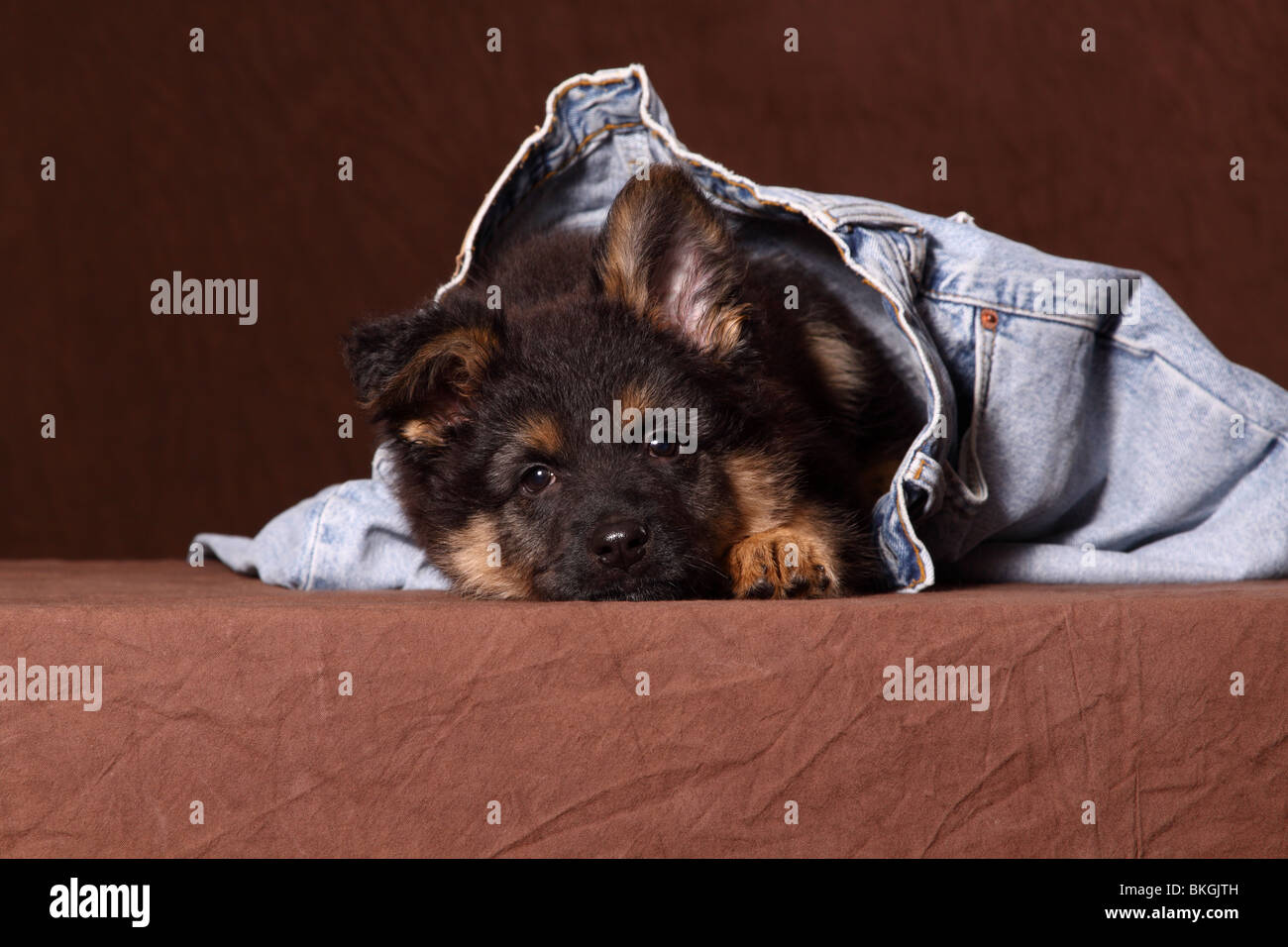 Chodsky Pes Welpe / Chodsky Pes Puppy Stock Photo - Alamy