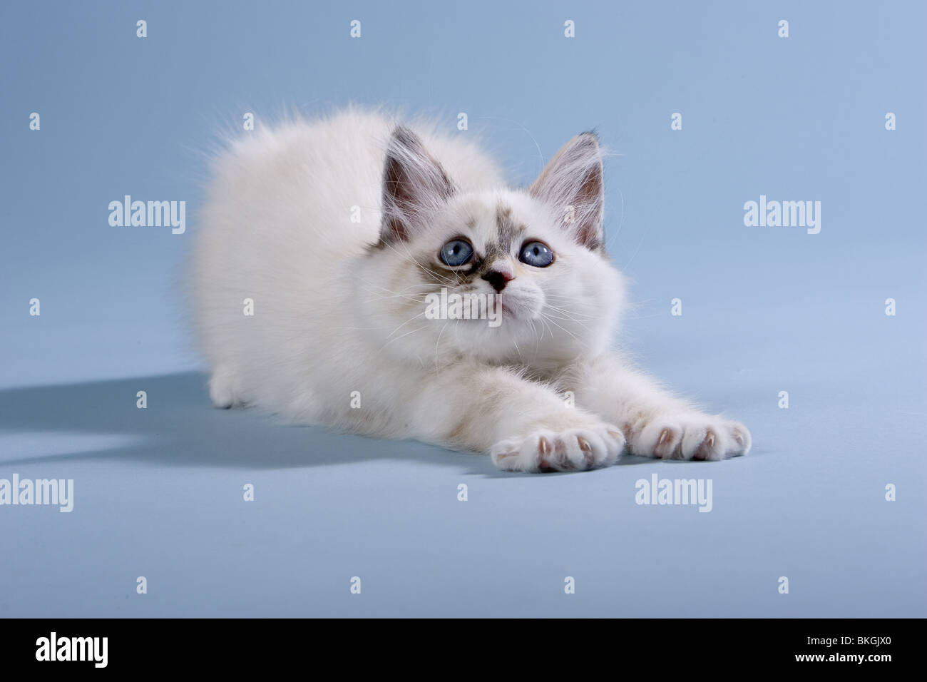 Neva masquarade seal point siberian forest hi-res stock photography and ...