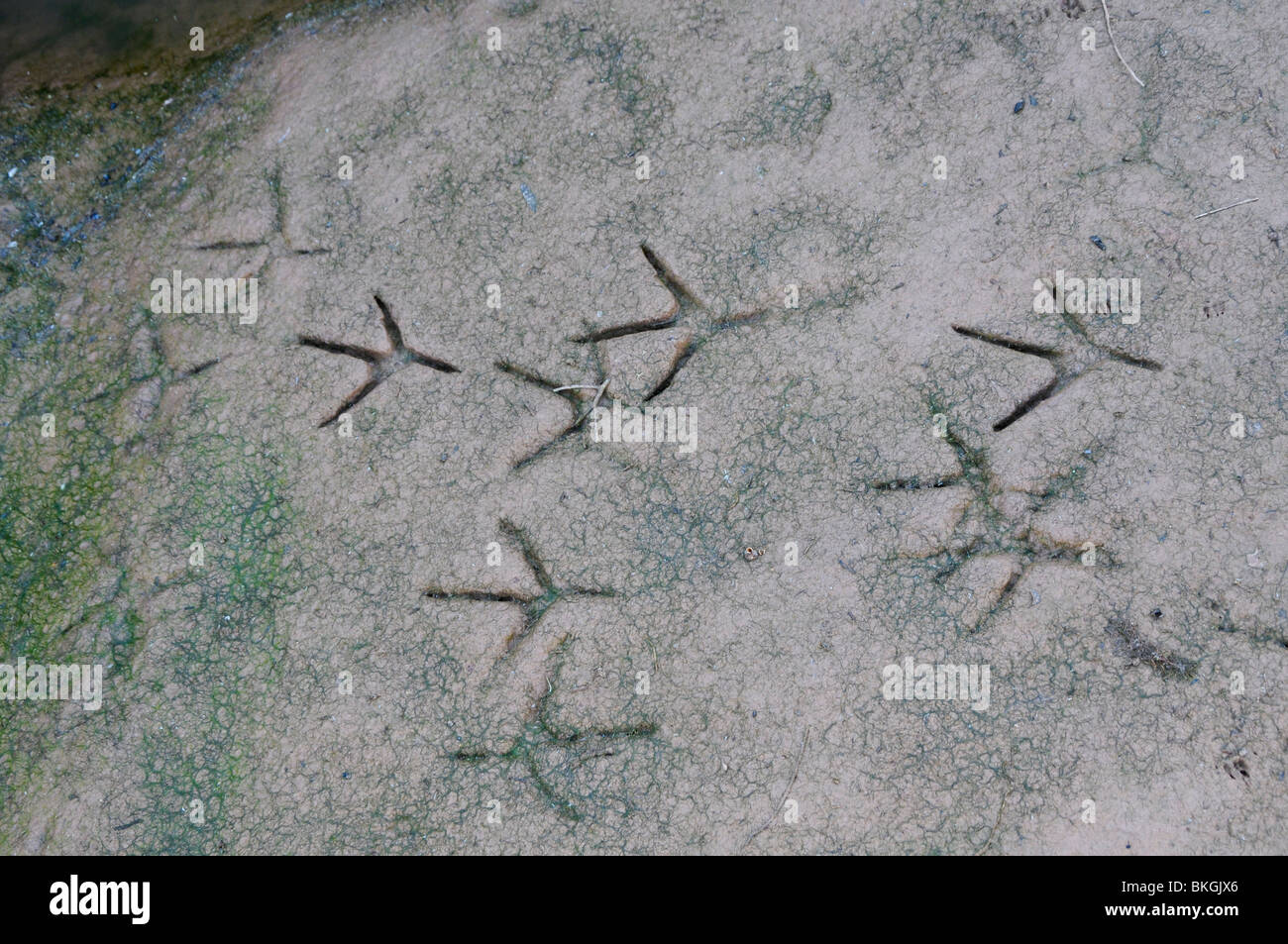 Bird tracks in mud Stock Photo - Alamy