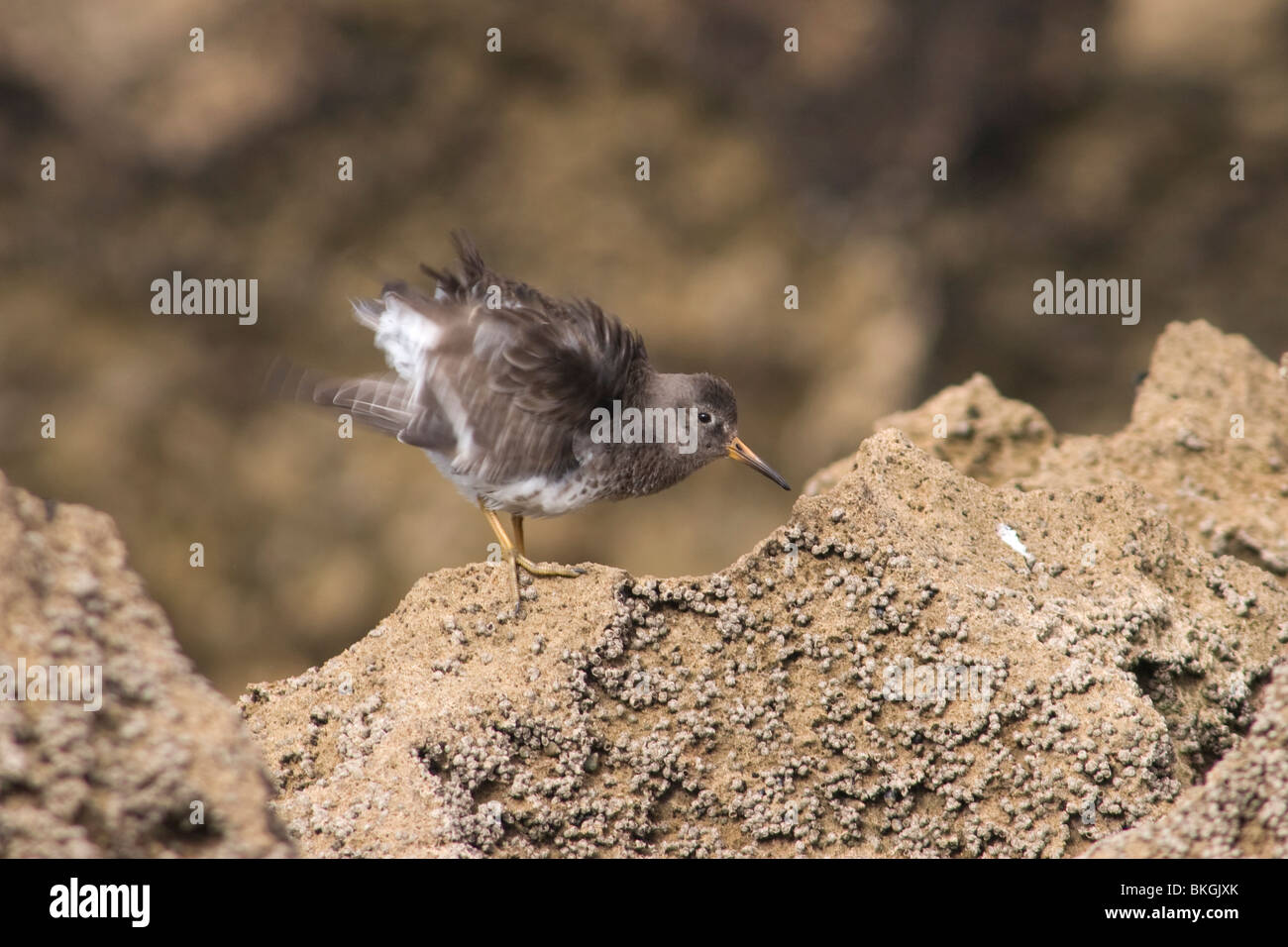 Violet strandloper hi-res stock photography and images - Alamy