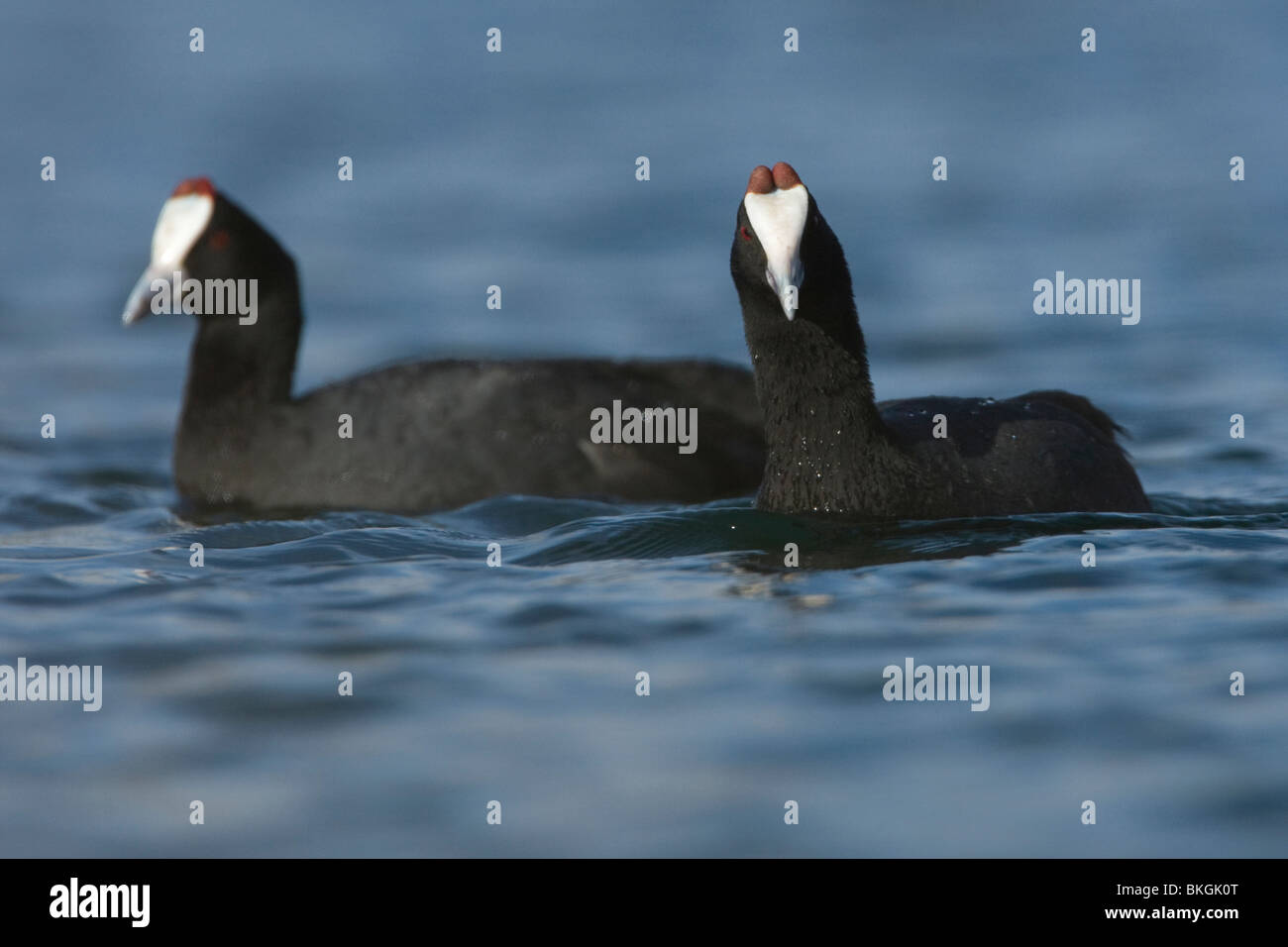 A pair of Red-knobbed Coots Stock Photo - Alamy