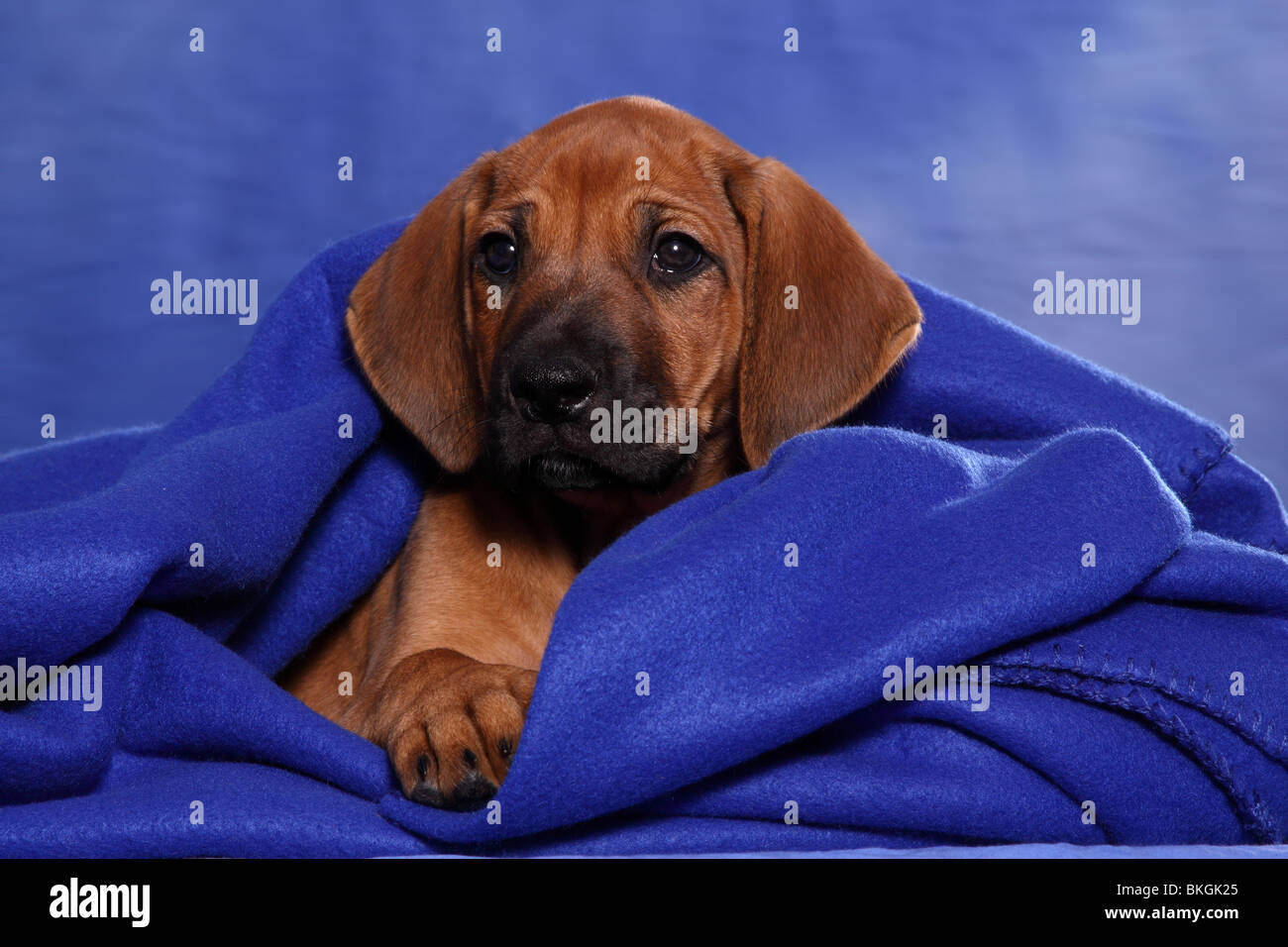 Rhodesian Ridgeback Welpe / Rhodesian Ridgeback Puppy Stock Photo - Alamy