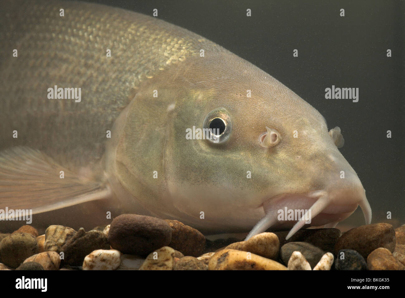 Freshwater barbel hi-res stock photography and images - Alamy