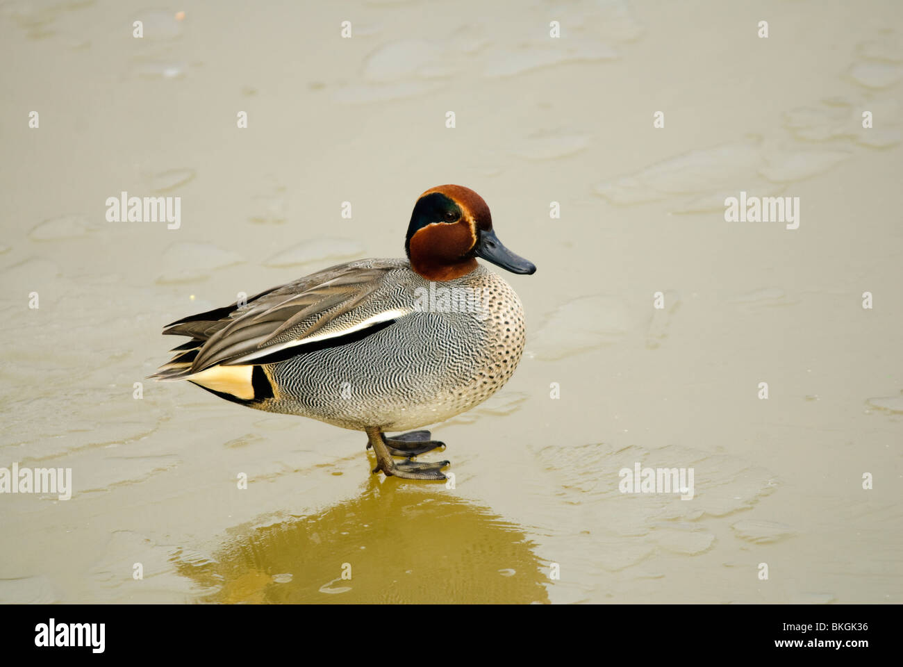 Big british duck hi-res stock photography and images - Alamy