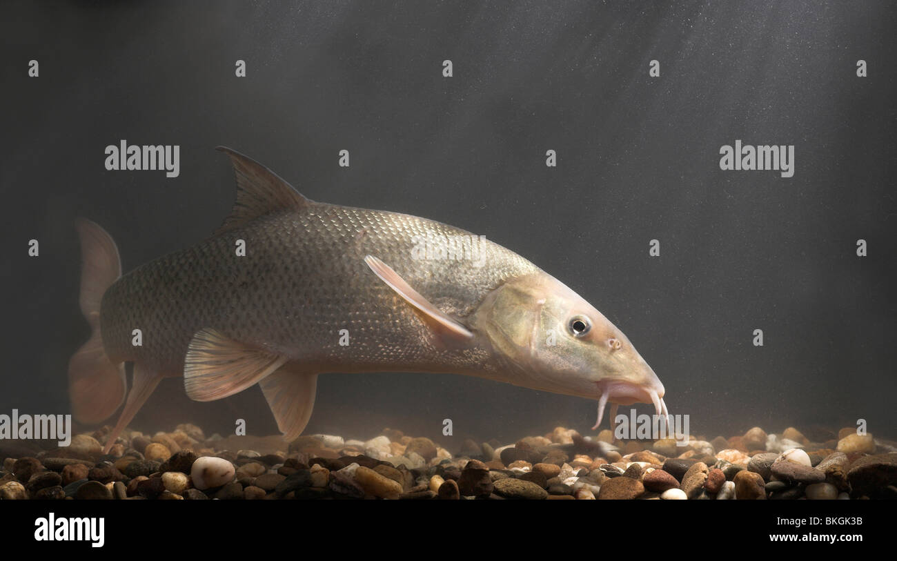 Freshwater Barbel High Resolution Stock Photography and Images - Alamy