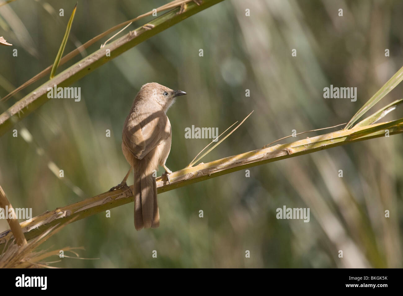 Carterope fauve hi-res stock photography and images - Alamy