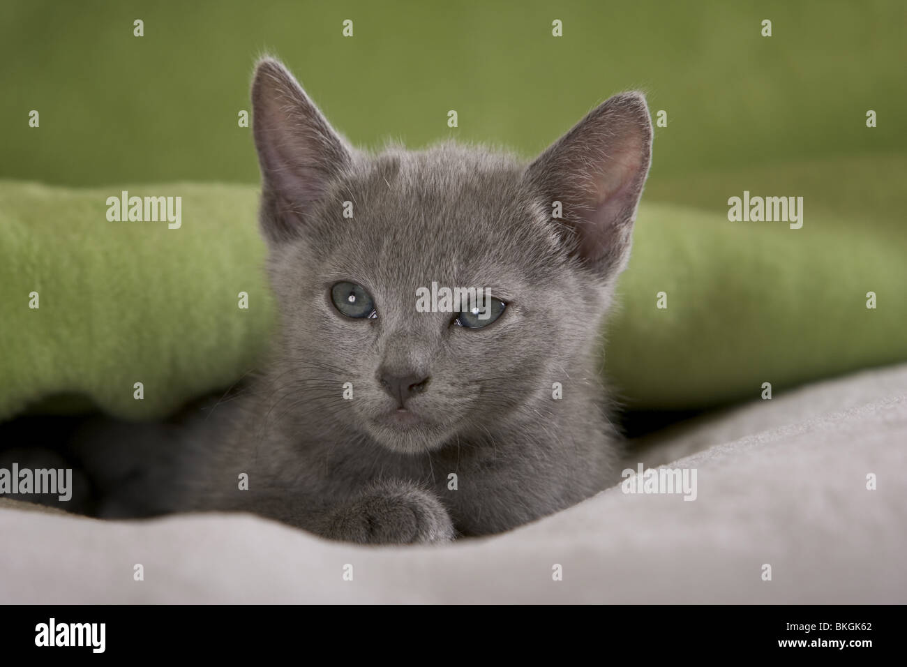 Russian Blue kitten Stock Photo - Alamy
