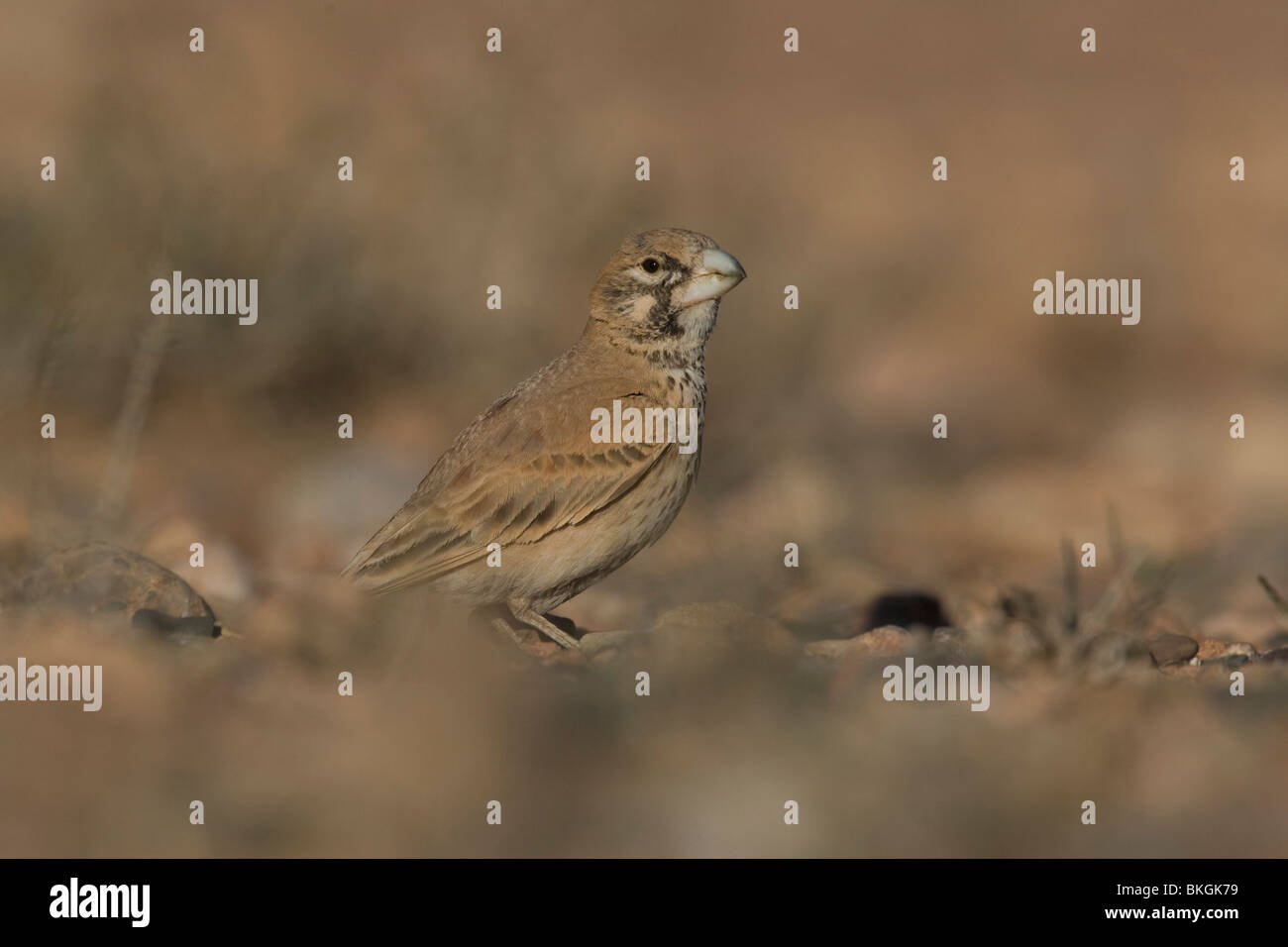 Thick-billed Lark female Stock Photo - Alamy