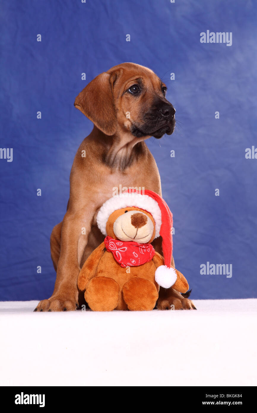 Rhodesian Ridgeback Welpe / Rhodesian Ridgeback Puppy Stock Photo - Alamy