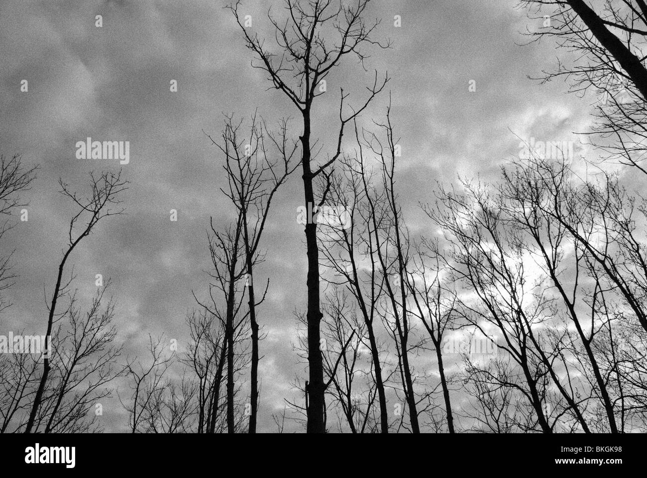 Leafless tree in background Black and White Stock Photos & Images - Alamy