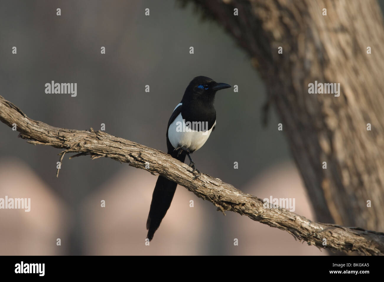 Magpie elster pica pica pie hi-res stock photography and images - Alamy