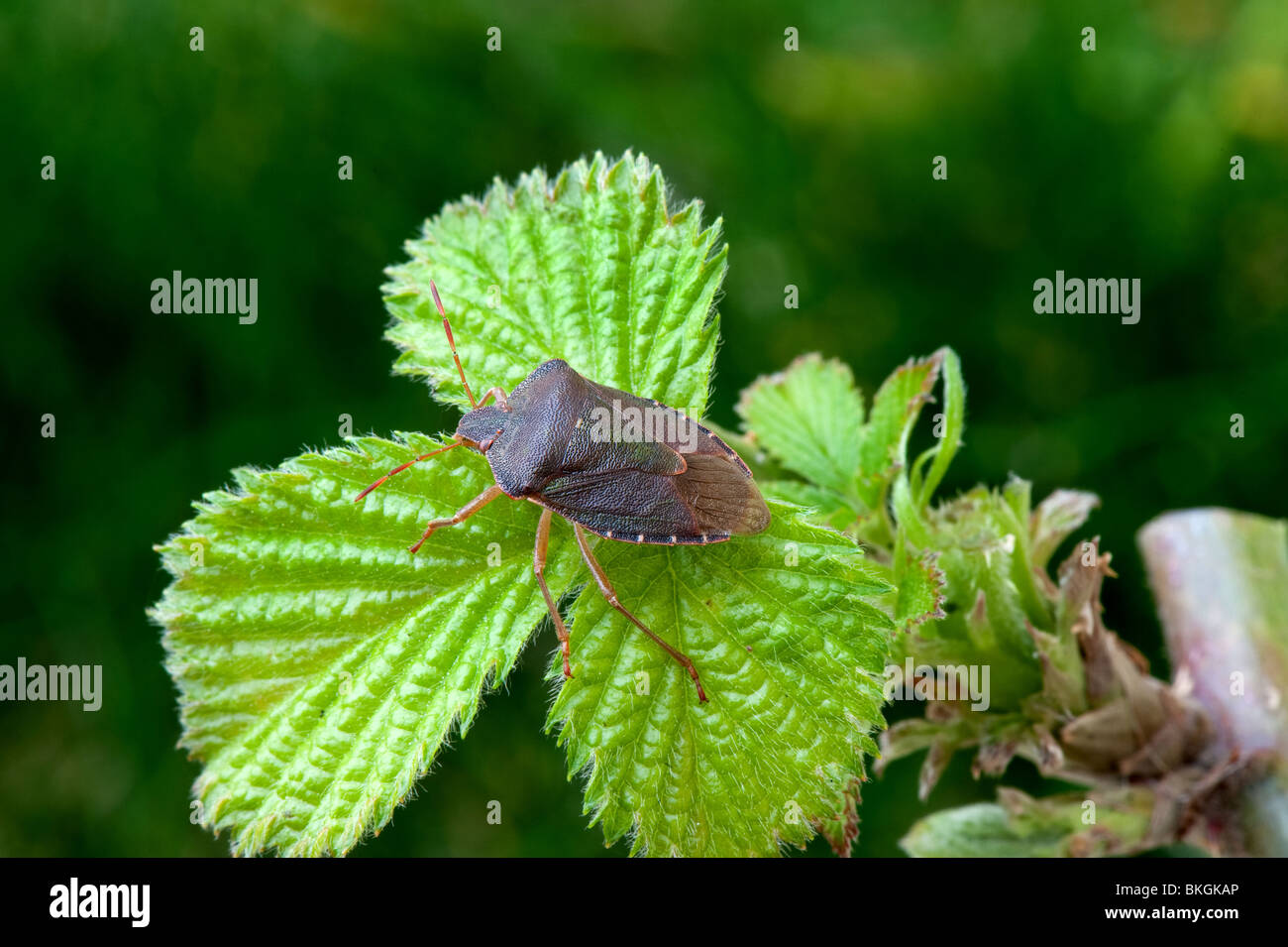 Dark bronze green british insects hi-res stock photography and images ...