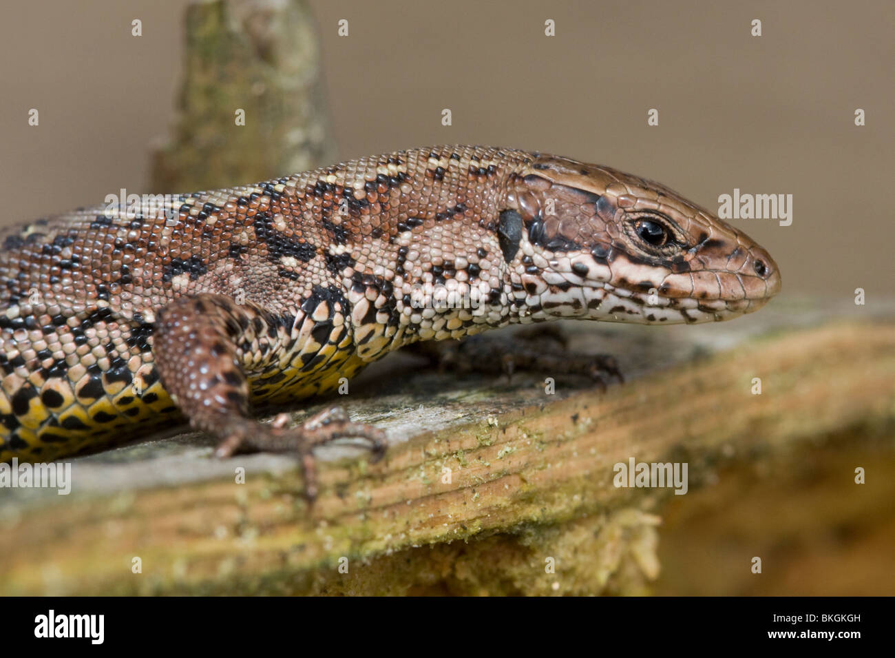 Drenthe shot hi-res stock photography and images - Alamy