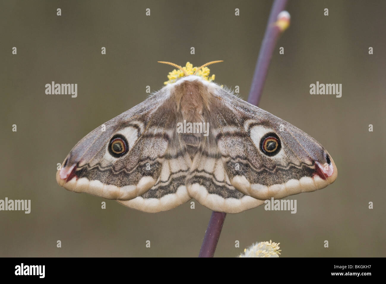 Female Emperor Moth Stock Photo - Alamy