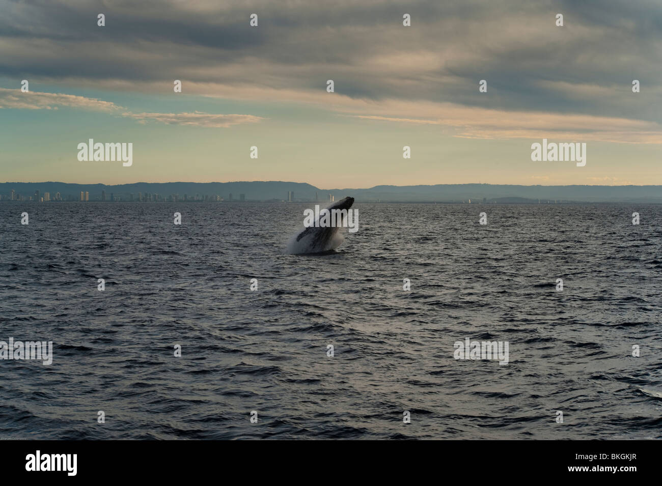 Whale and surfers hi-res stock photography and images - Alamy