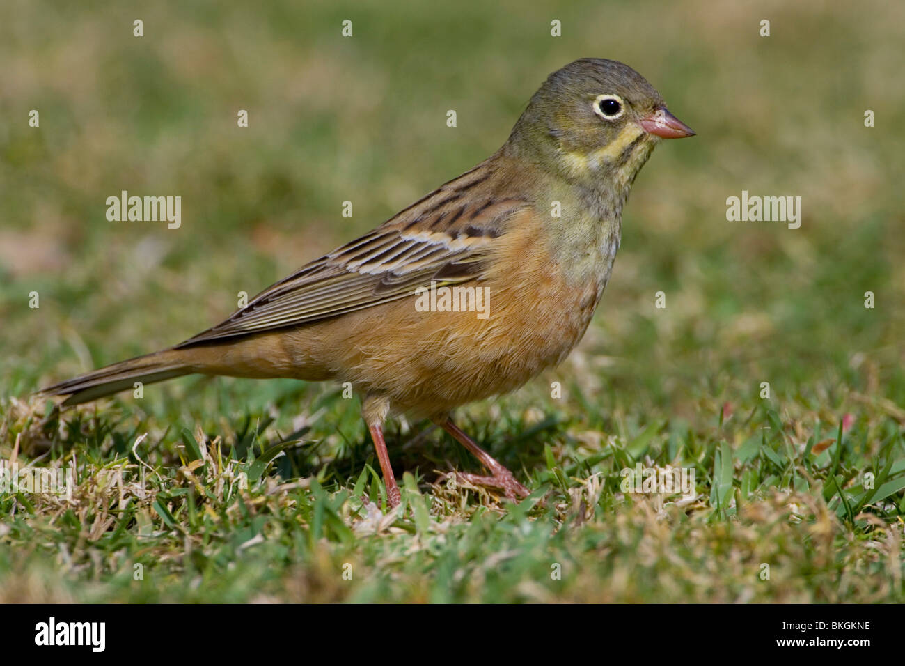 Kibbutz lotan hi-res stock photography and images - Alamy