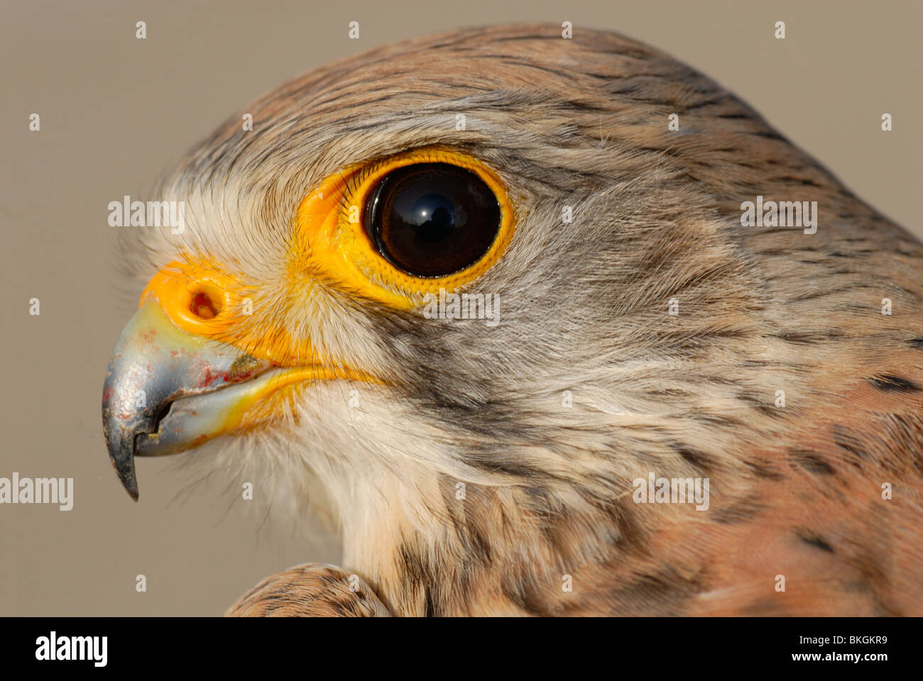 Headshot of a first winter male Kestrel, caught for banding Stock Photo ...