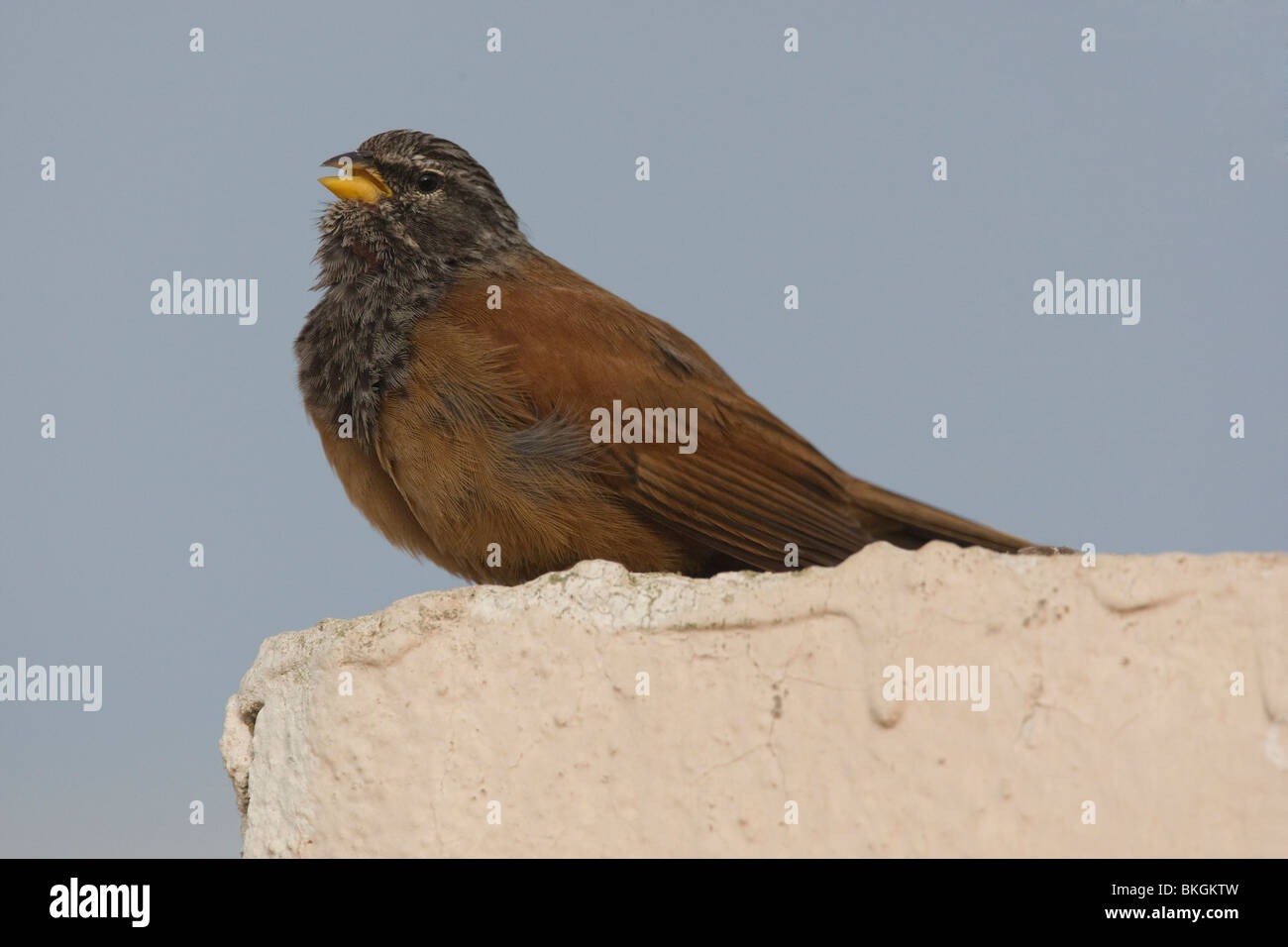 House bunting singing hi-res stock photography and images - Alamy