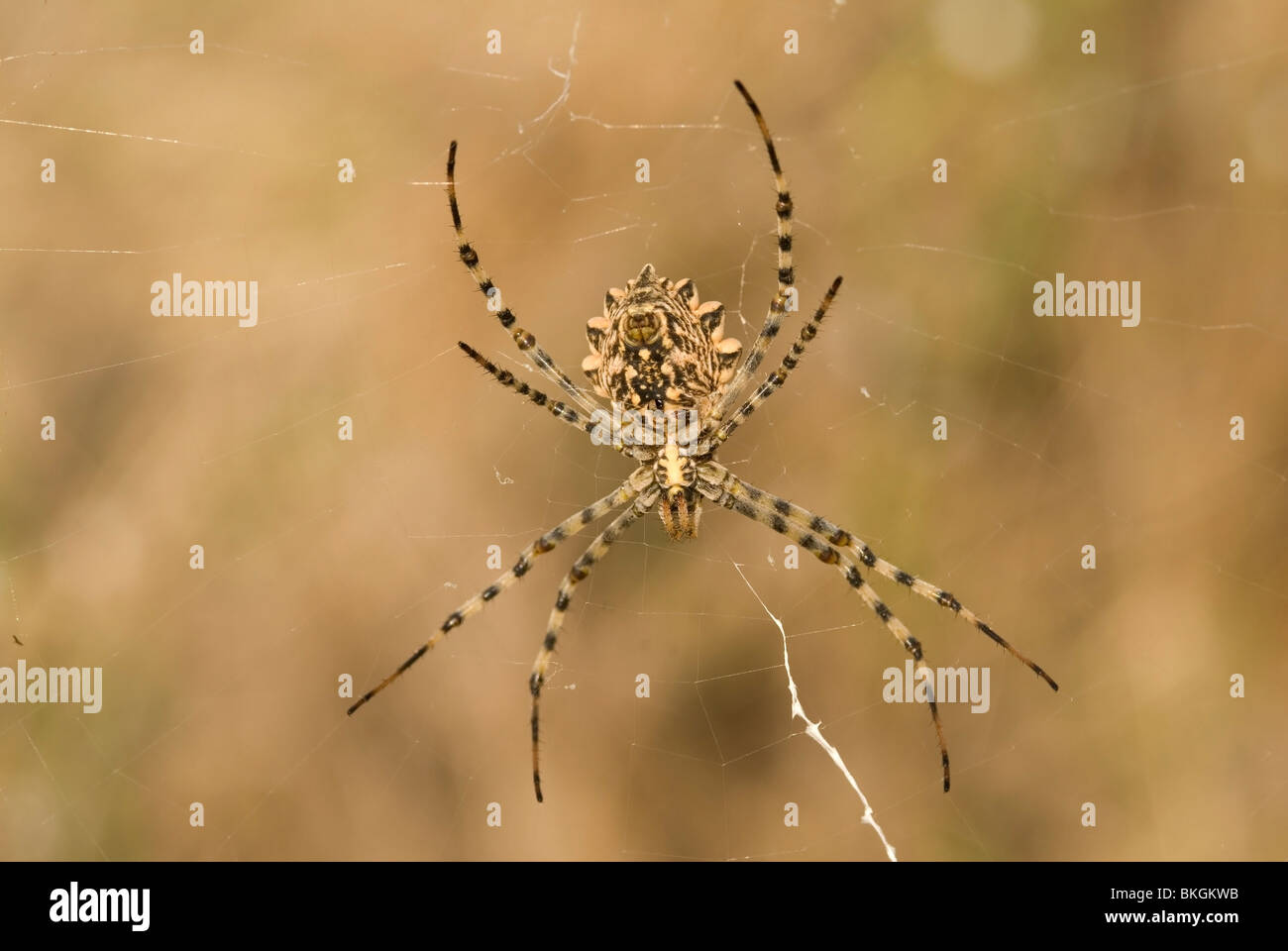Lobed argiope hi-res stock photography and images - Alamy
