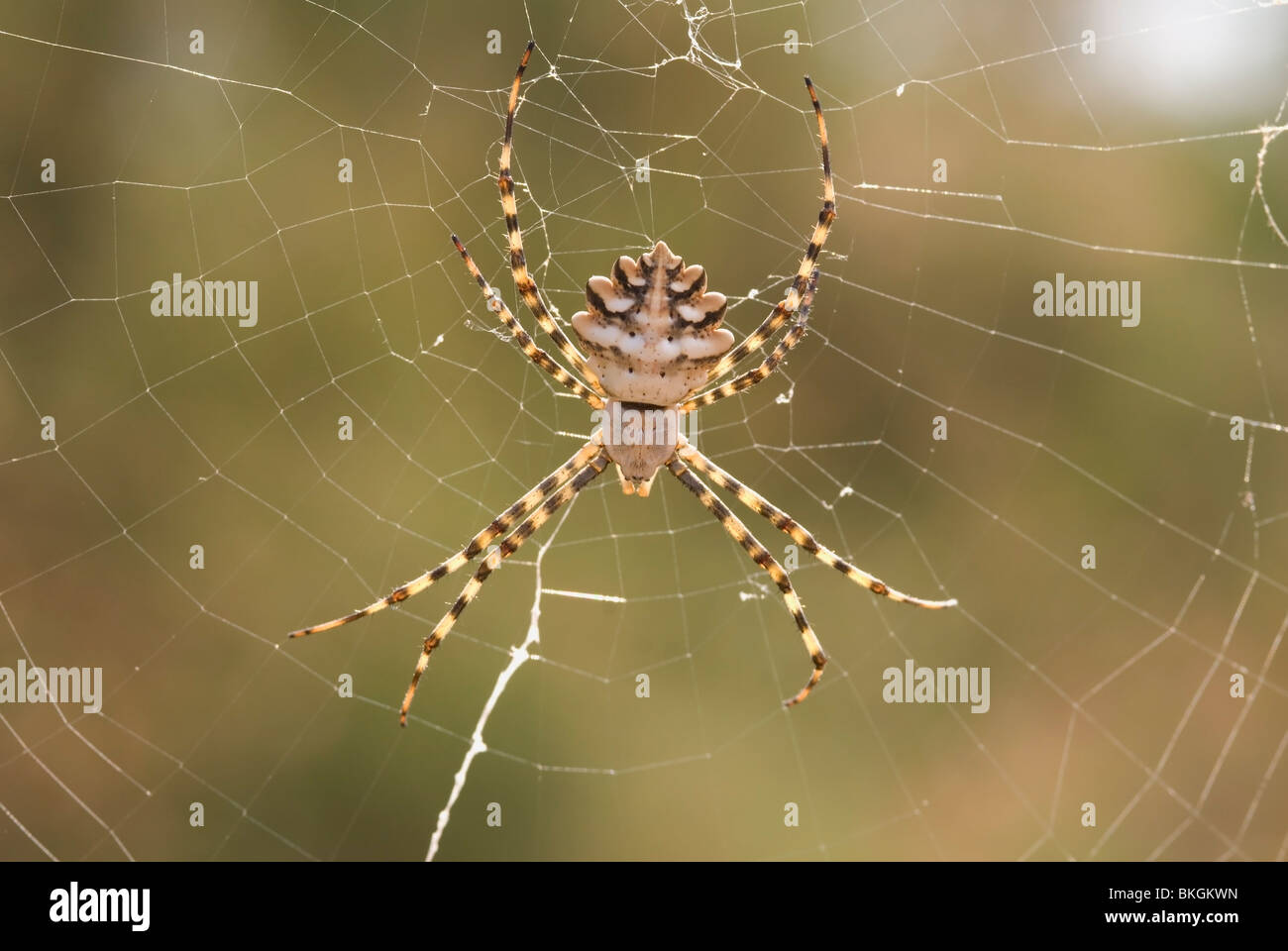 Wielwebspin hi-res stock photography and images - Alamy