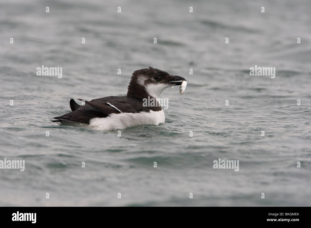 Immature Razorbill with fish Stock Photo - Alamy