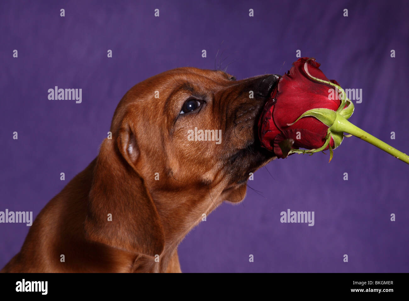 Snuff snuffling behaviour behavior lateral side laterally landscape ...