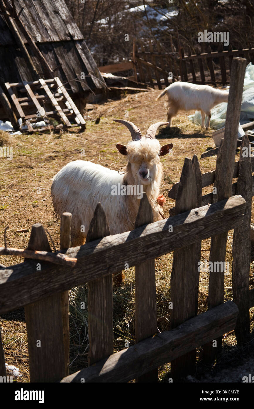 Capricorn, Small rural farm in Montenegro Stock Photo - Alamy