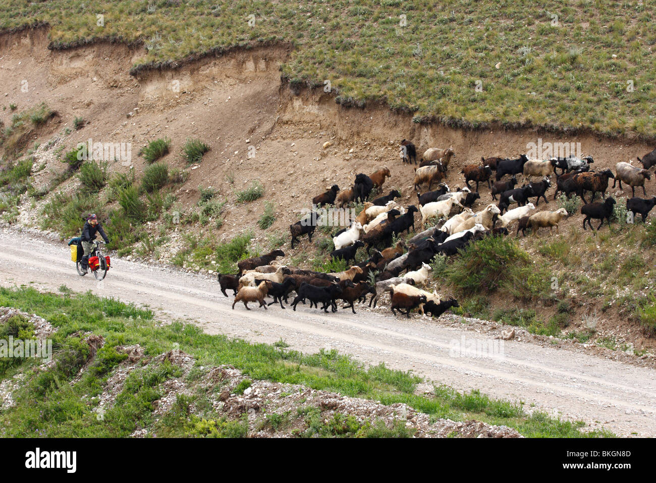 Woman with goats hi-res stock photography and images - Alamy