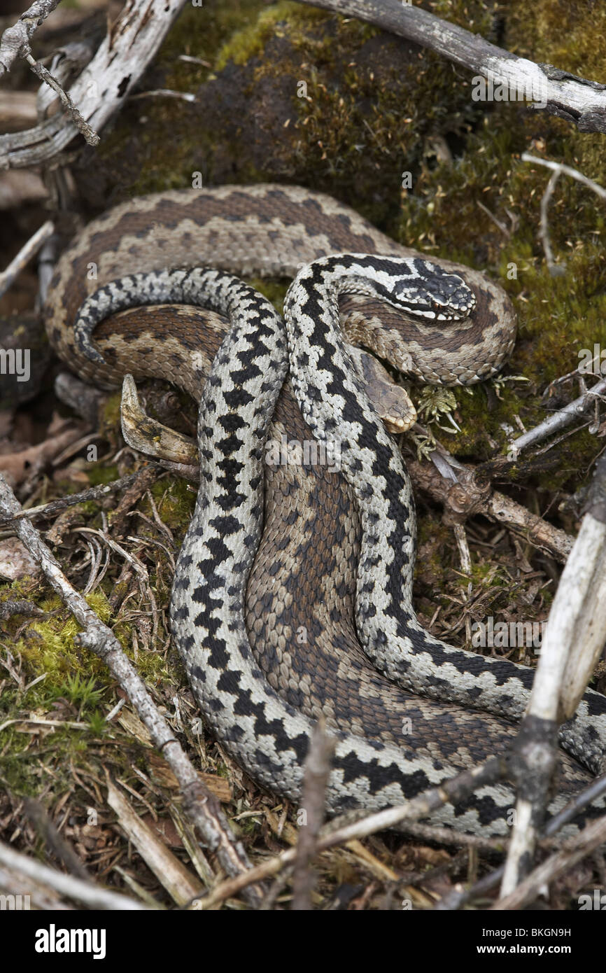 Adder Viperus berus female and male (black), Allerthorpe Common, East ...