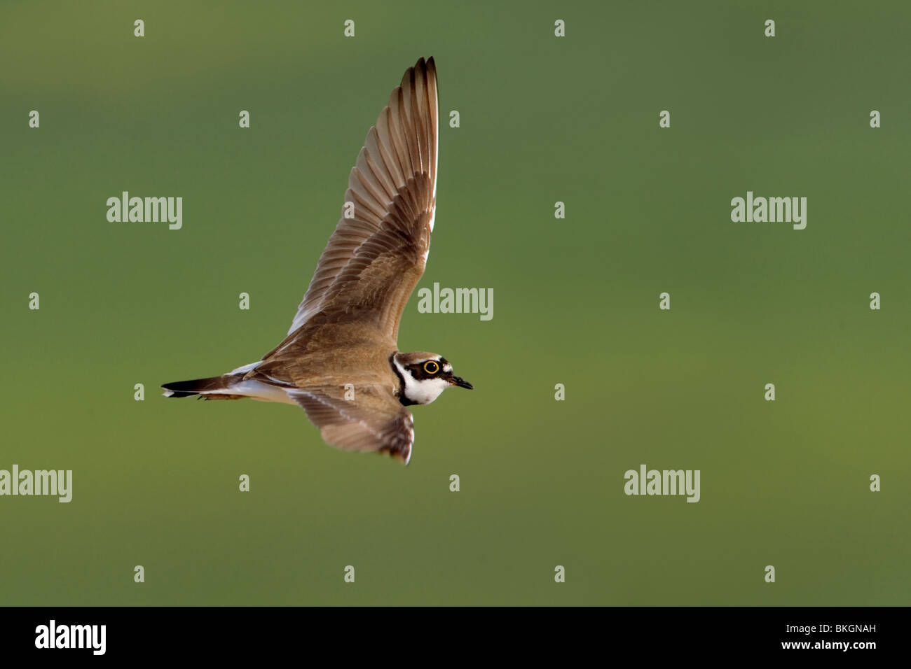 Pioniervogel hi-res stock photography and images - Alamy