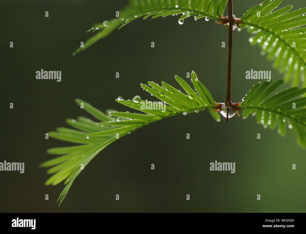 Metasequoia glyptostroboides tree branch hi-res stock photography and ...