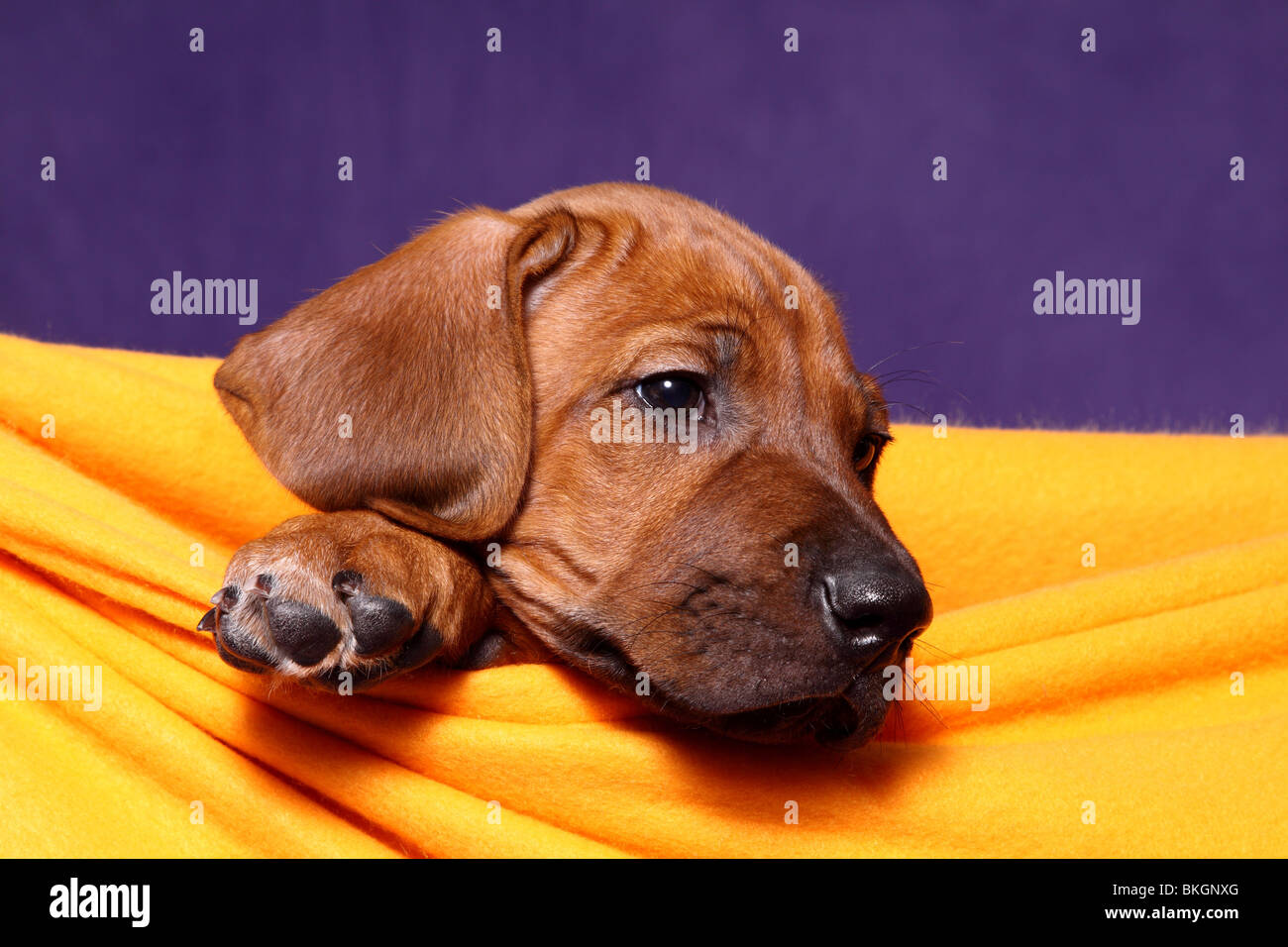Rhodesian Ridgeback Welpe / Rhodesian Ridgeback Puppy Stock Photo - Alamy