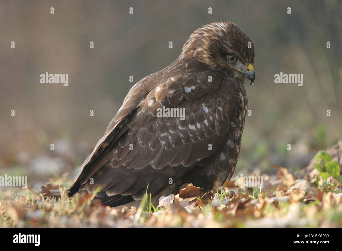 Bruine buizerd hi-res stock photography and images - Alamy