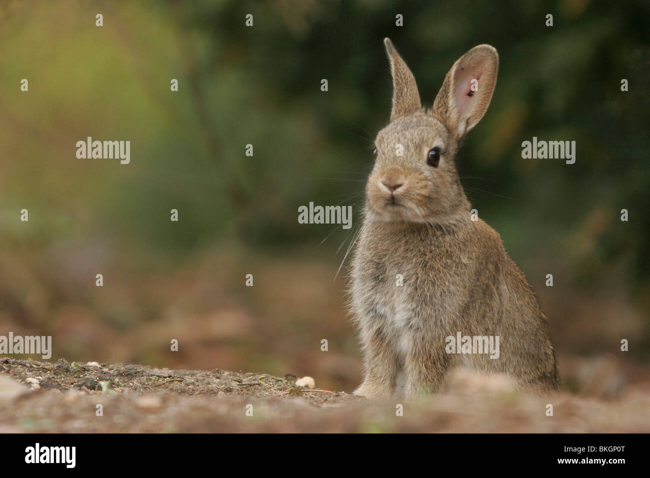 Rabbit sitting on the forest ground, frontal view Stock Photo - Alamy