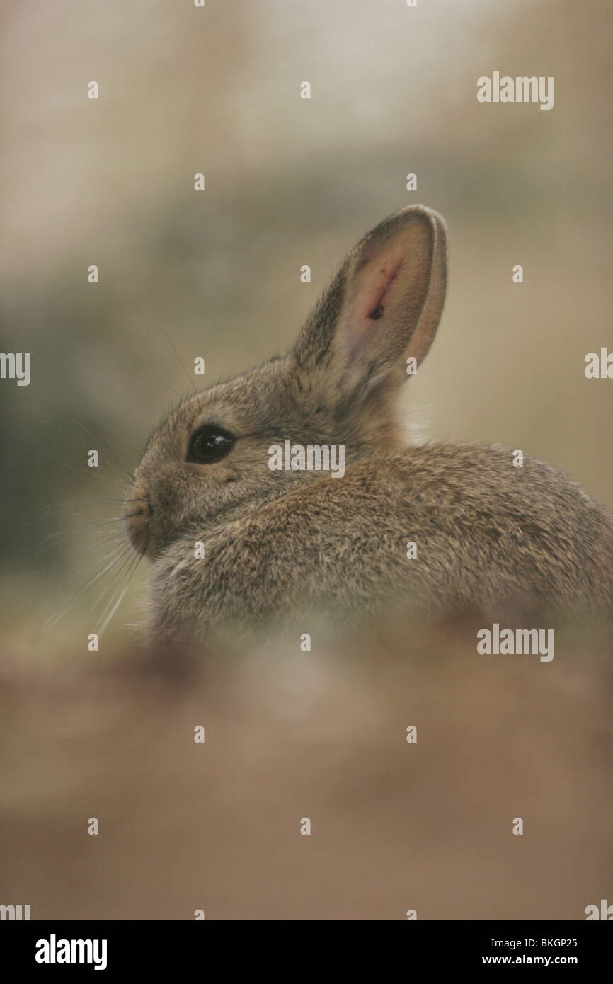 Konijn zit op bosgrond, staande foto, zijaanzicht; Rabbit sitting on ...