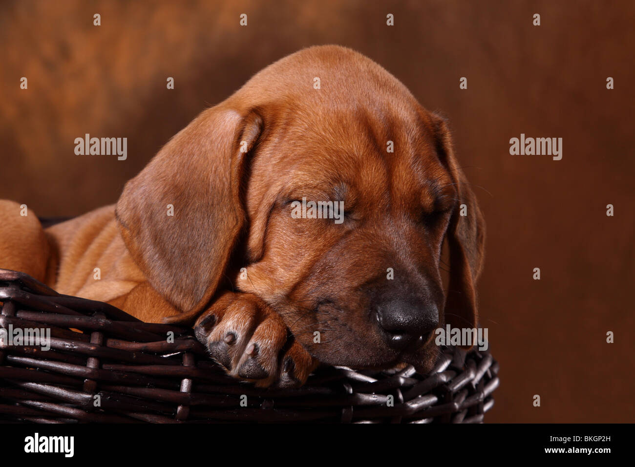 Rhodesian Ridgeback Welpe / Rhodesian Ridgeback Puppy Stock Photo - Alamy