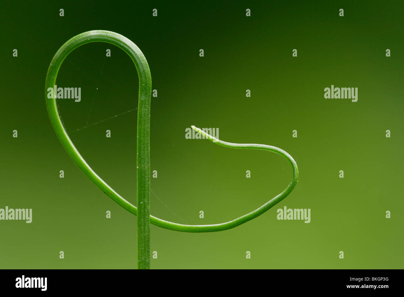 Curved stem hi-res stock photography and images - Alamy