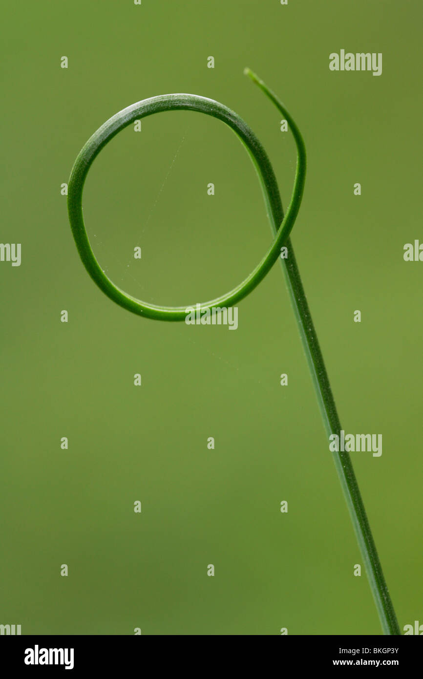 Veerkrachtig hi-res stock photography and images - Alamy