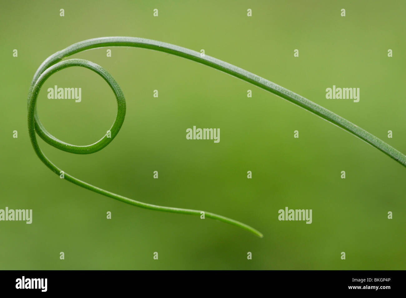 Decorative formed Curved Grass stem like a pin Stock Photo - Alamy