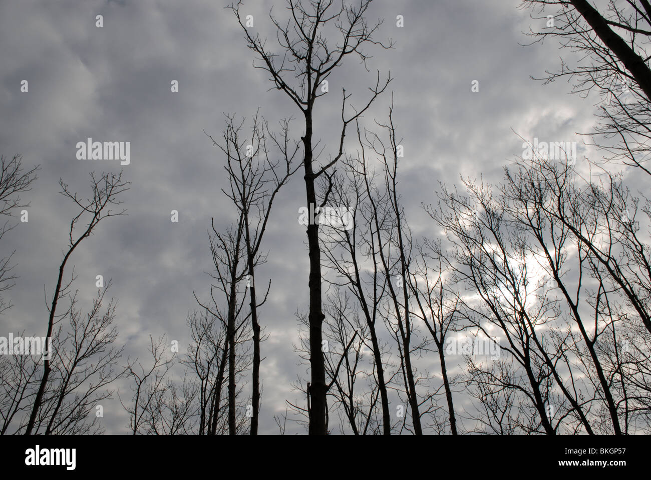 Deciduous forest barren trees hi-res stock photography and images - Alamy