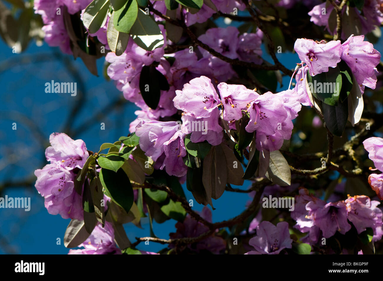 Flowering pink rhododendron in sunny hi-res stock photography and ...