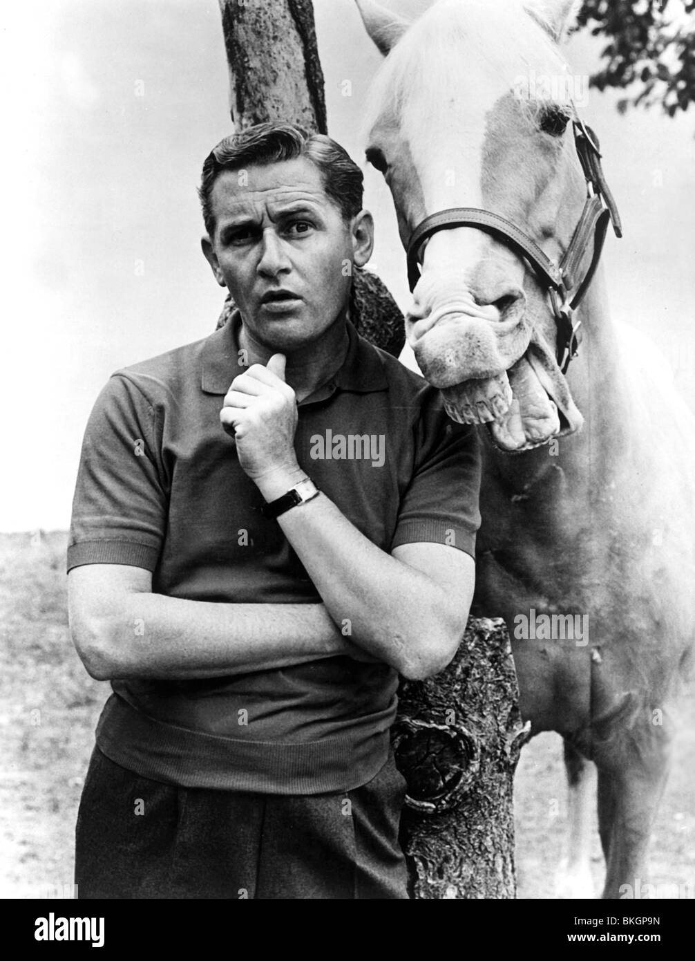 MISTER ED (TV) MR ED (ALT) ALAN YOUNG MED 004P Stock Photo - Alamy