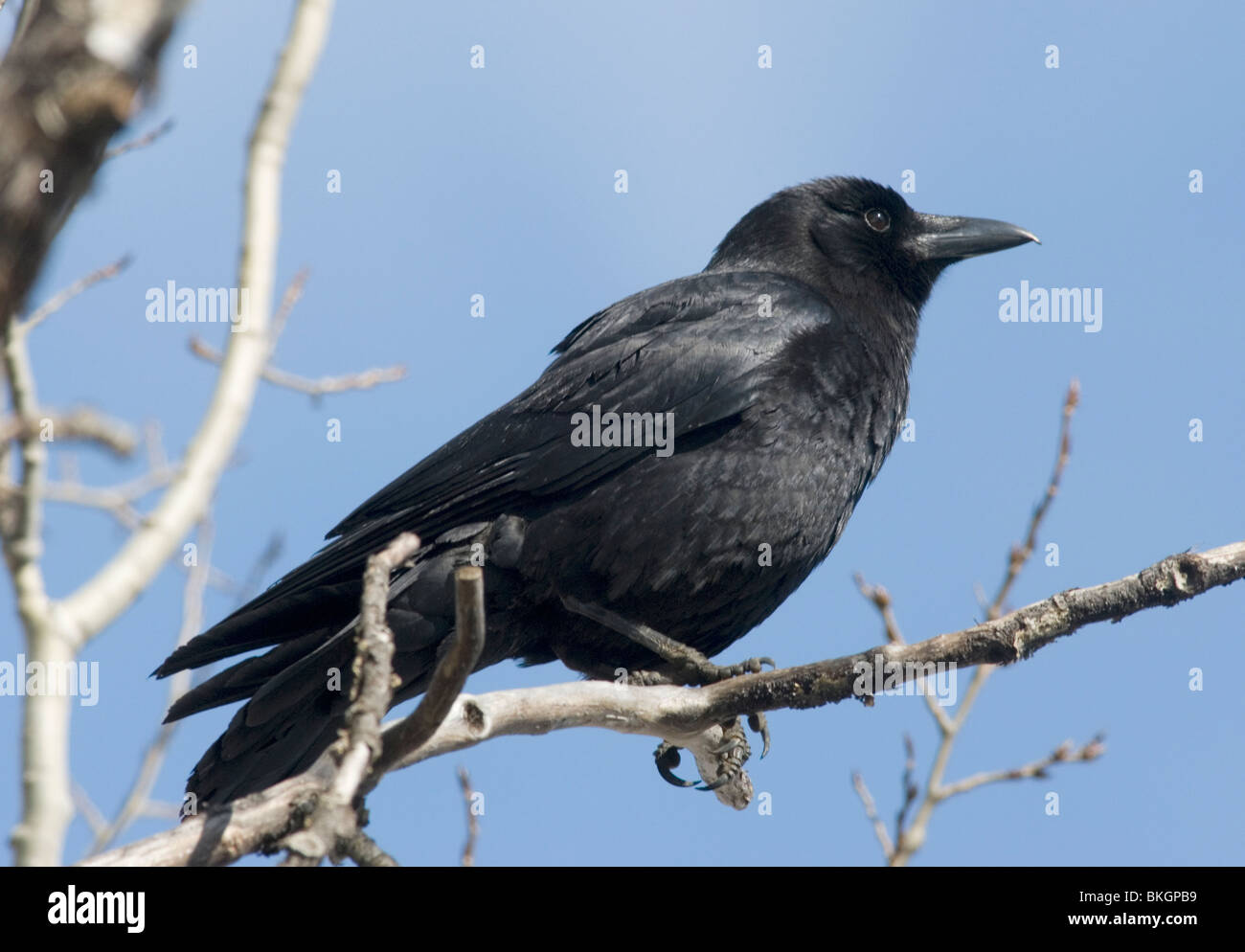 Raaf hi-res stock photography and images - Alamy