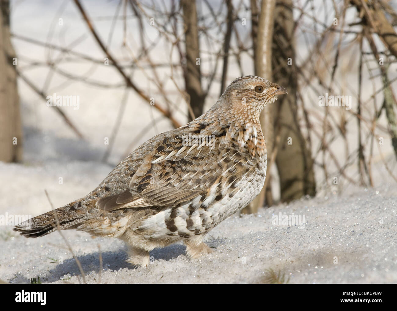 Een Kraaghoen lopend in de sneeuw,A Ruffed Grouse walking in the snow ...